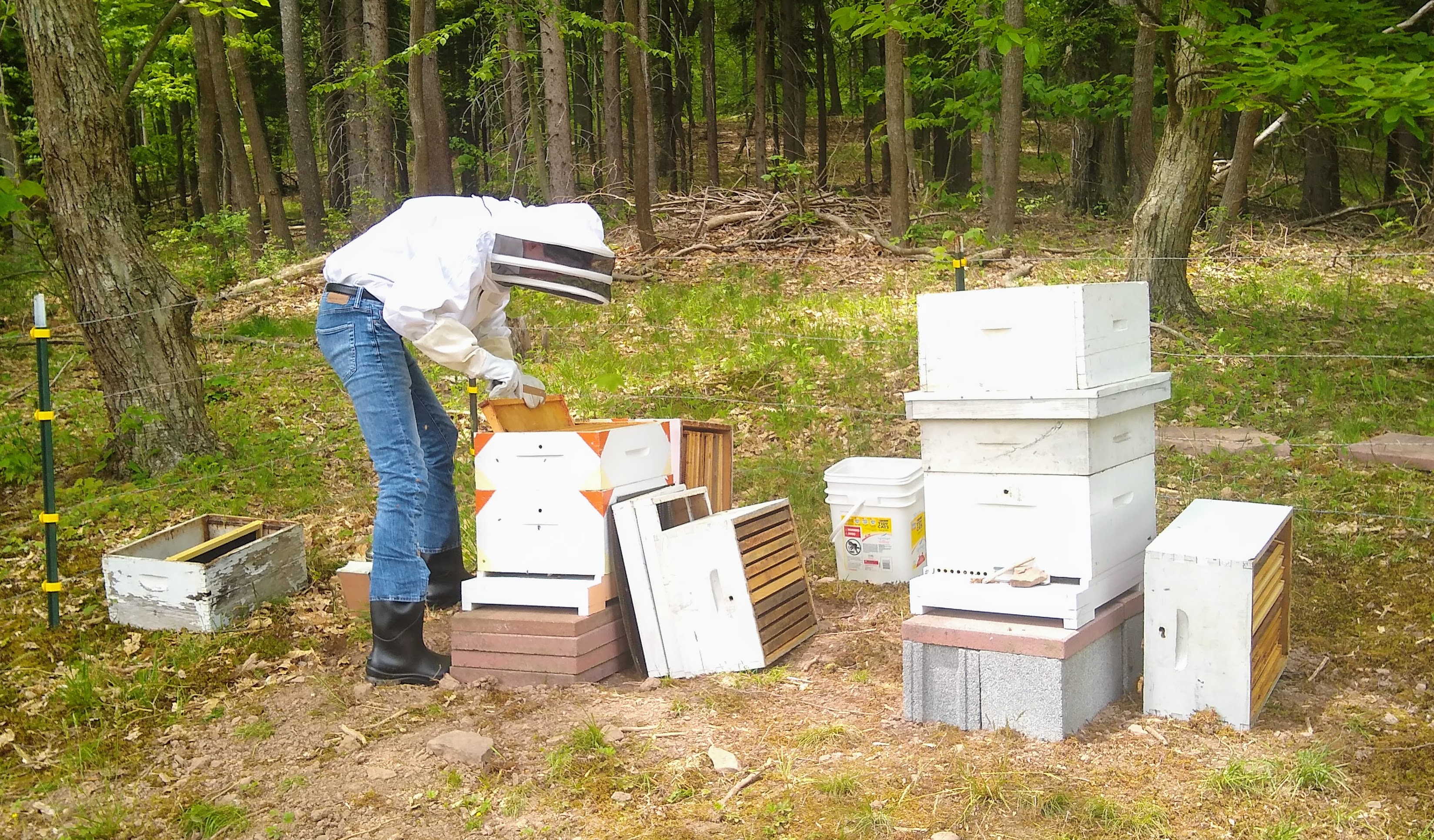 Honey Bee Apiary – Blair County Game