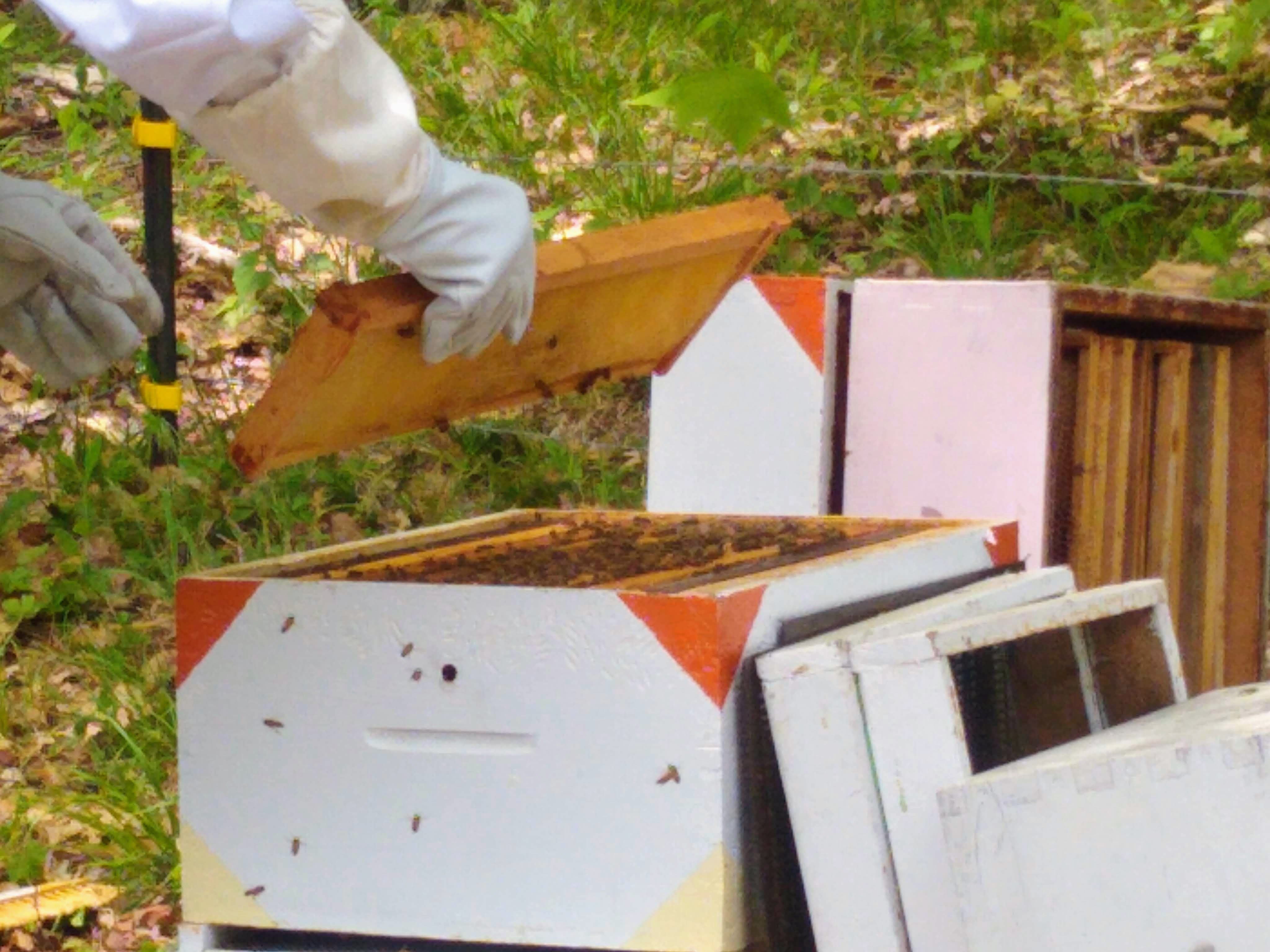 Honey Bee Apiary – Blair County Game